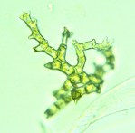 Moss – Mosses of Missouri and Beyond