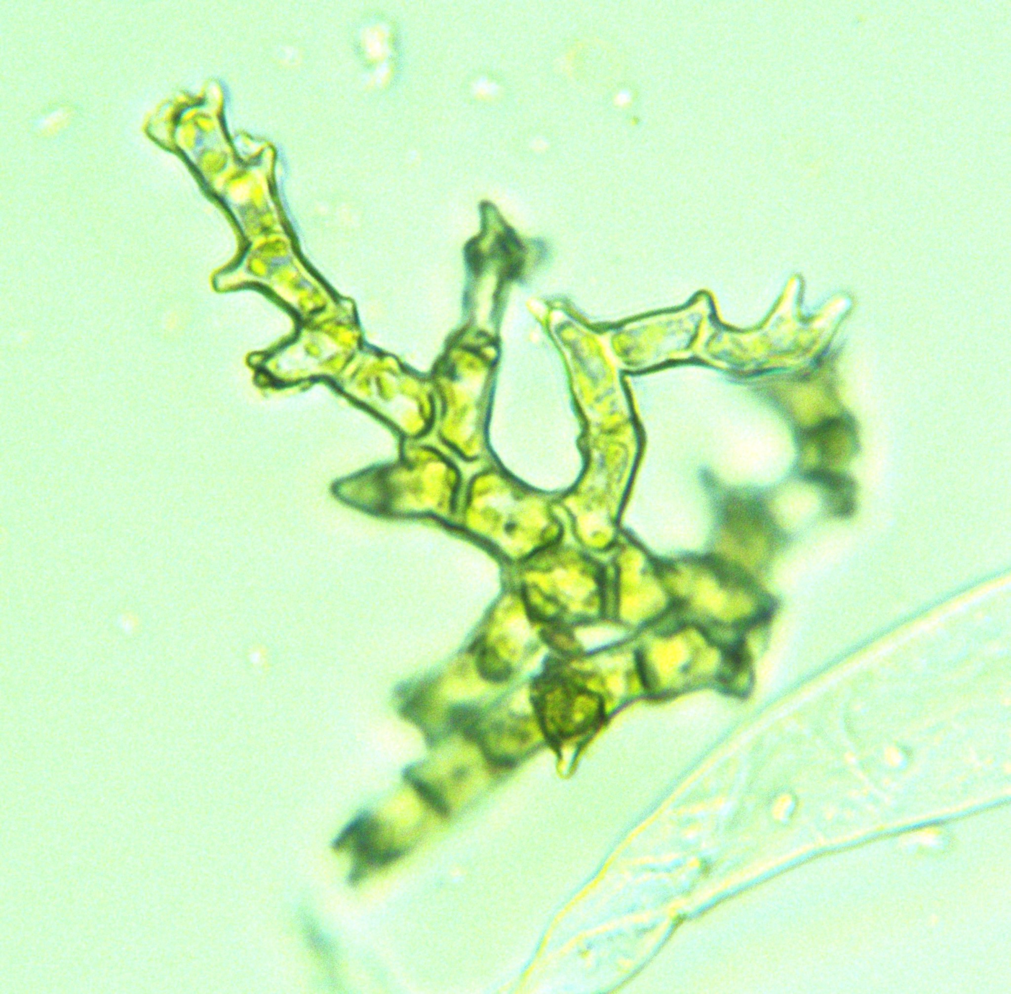 Moss – Mosses of Missouri and Beyond