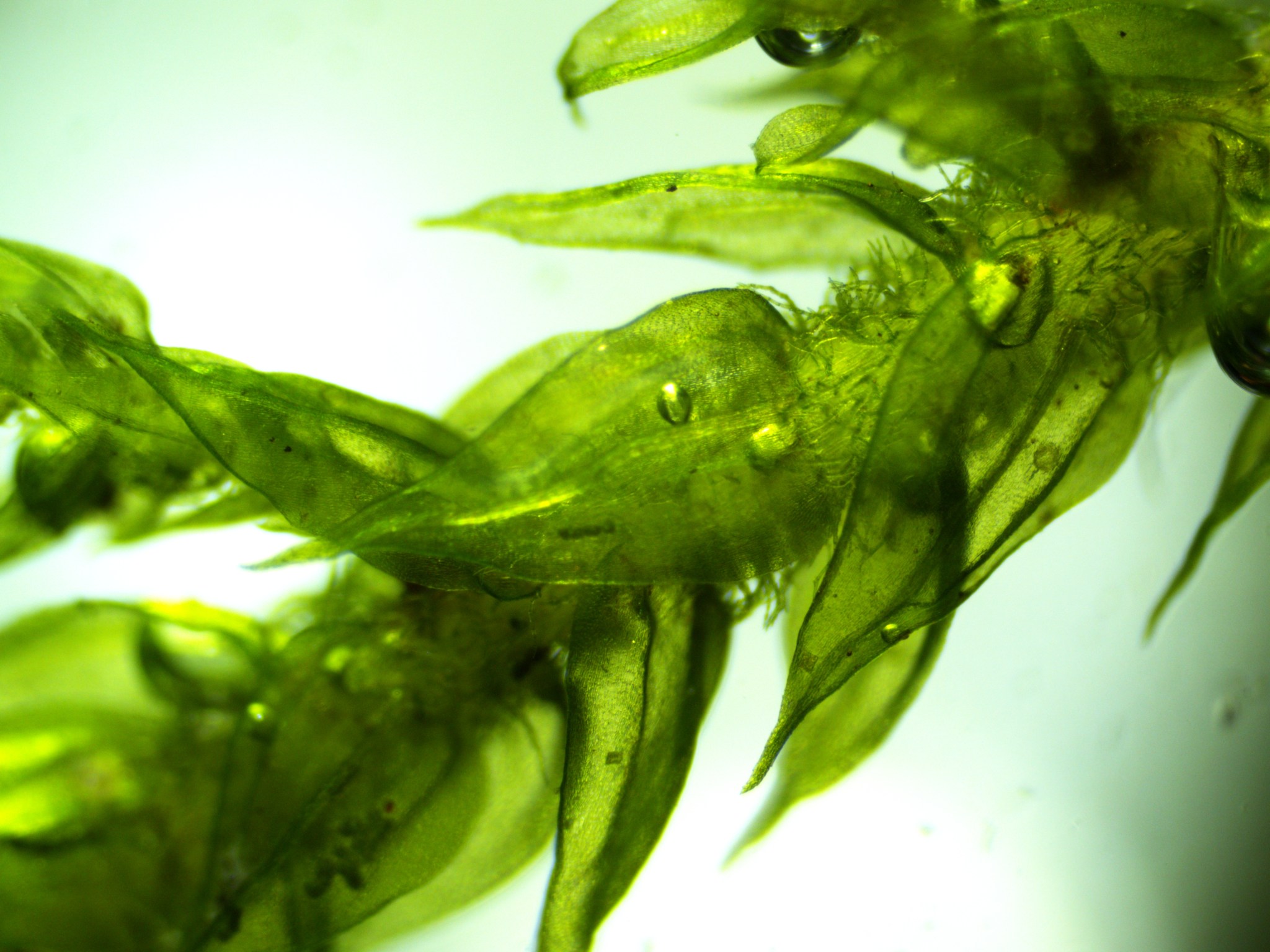 Moss – Mosses of Missouri and Beyond