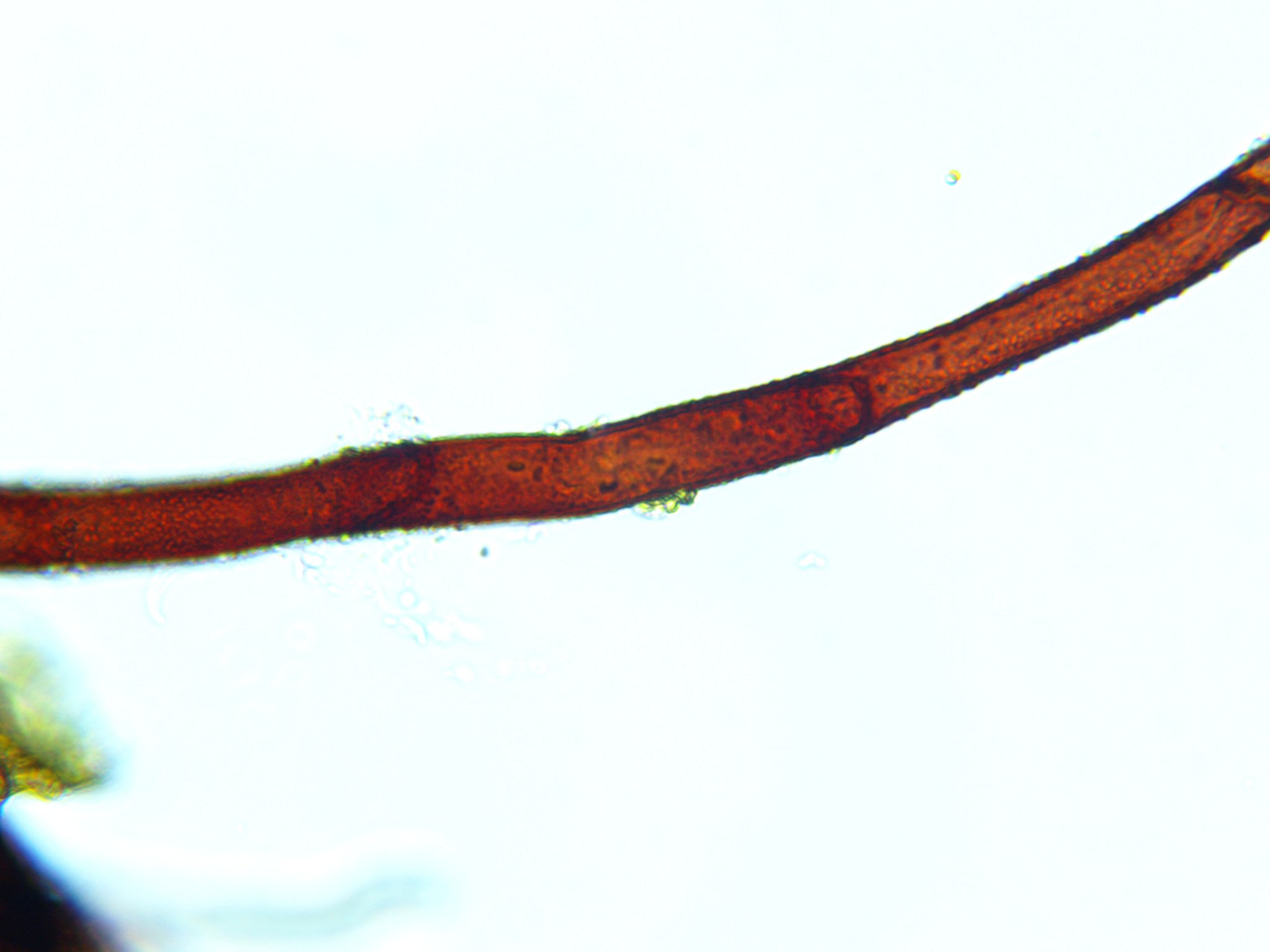 Moss – Mosses of Missouri and Beyond