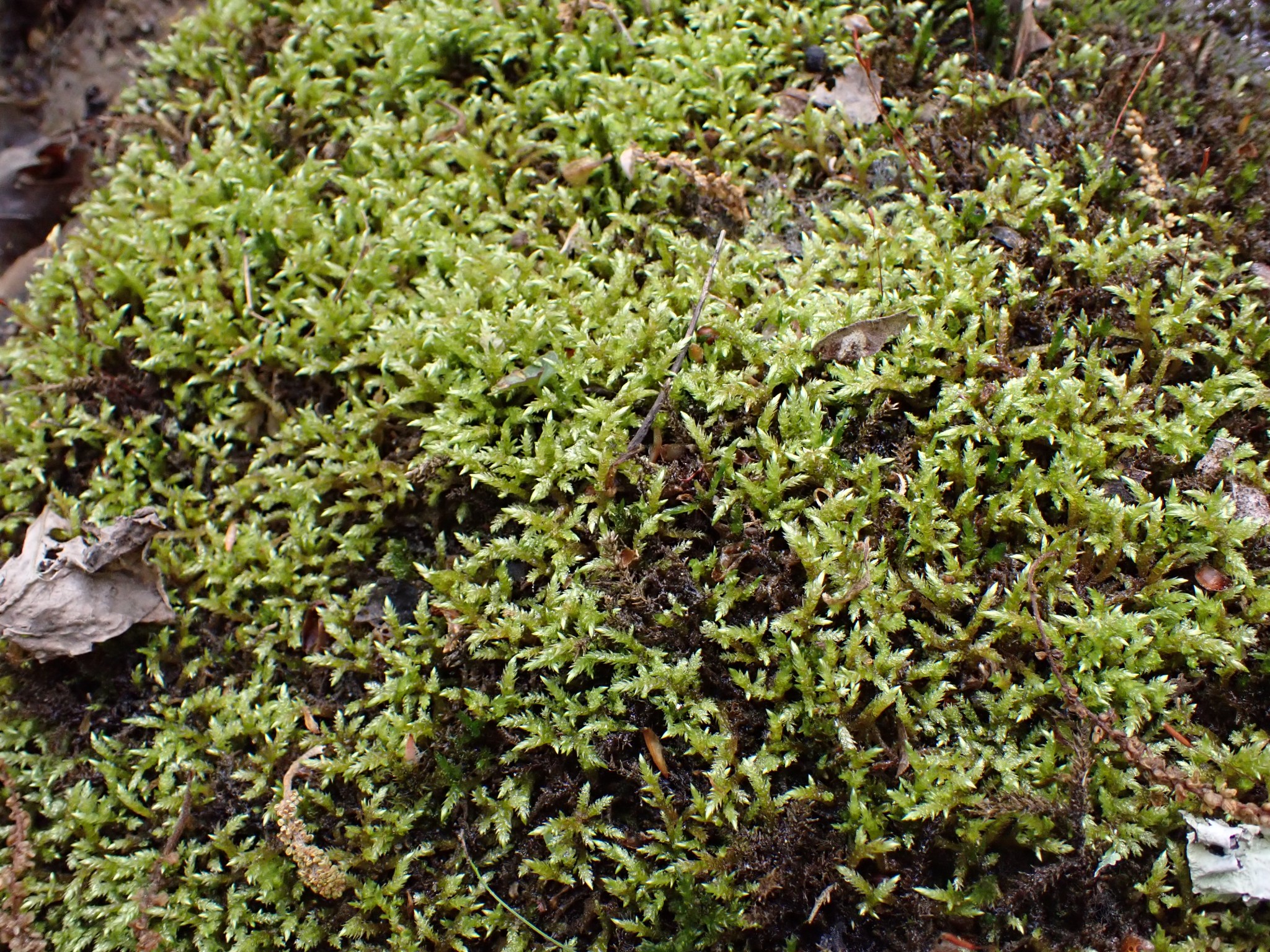Moss – Mosses of Missouri and Beyond