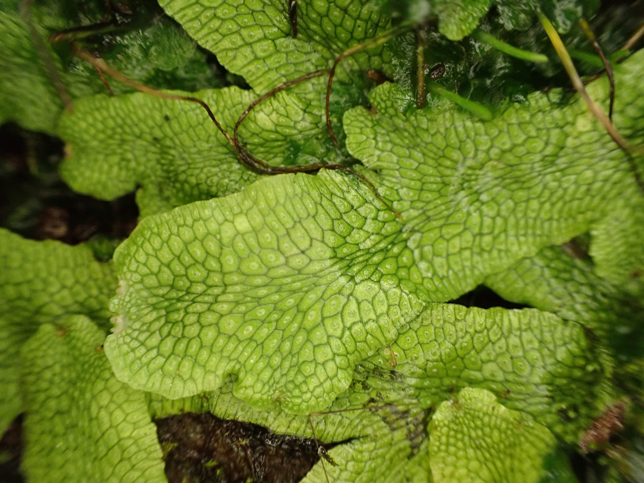 Liverworts – Mosses of Missouri and Beyond