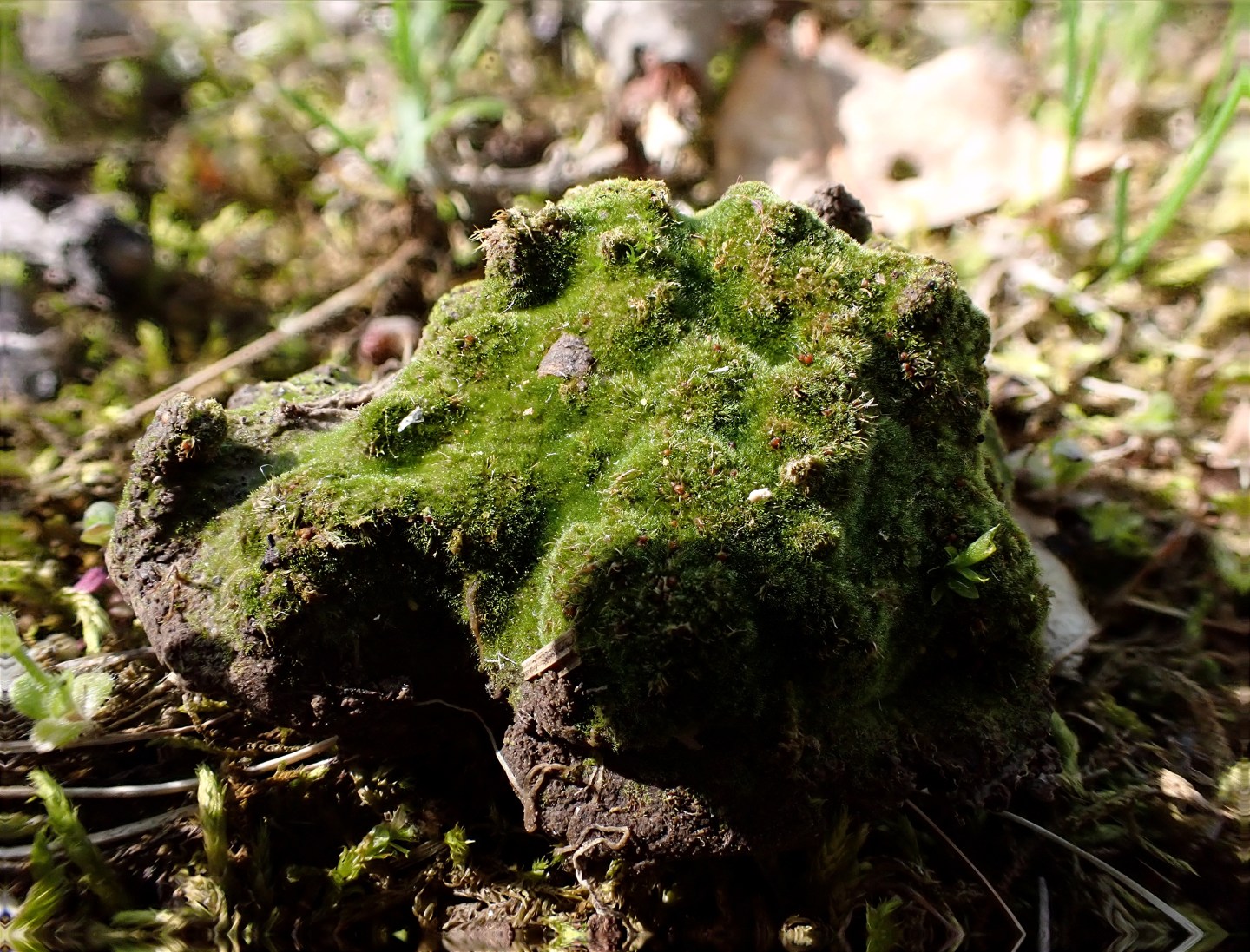 Moss – Mosses of Missouri and Beyond