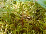 Moss – Mosses of Missouri and Beyond
