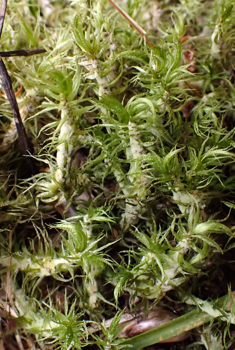 Moss – Mosses of Missouri and Beyond
