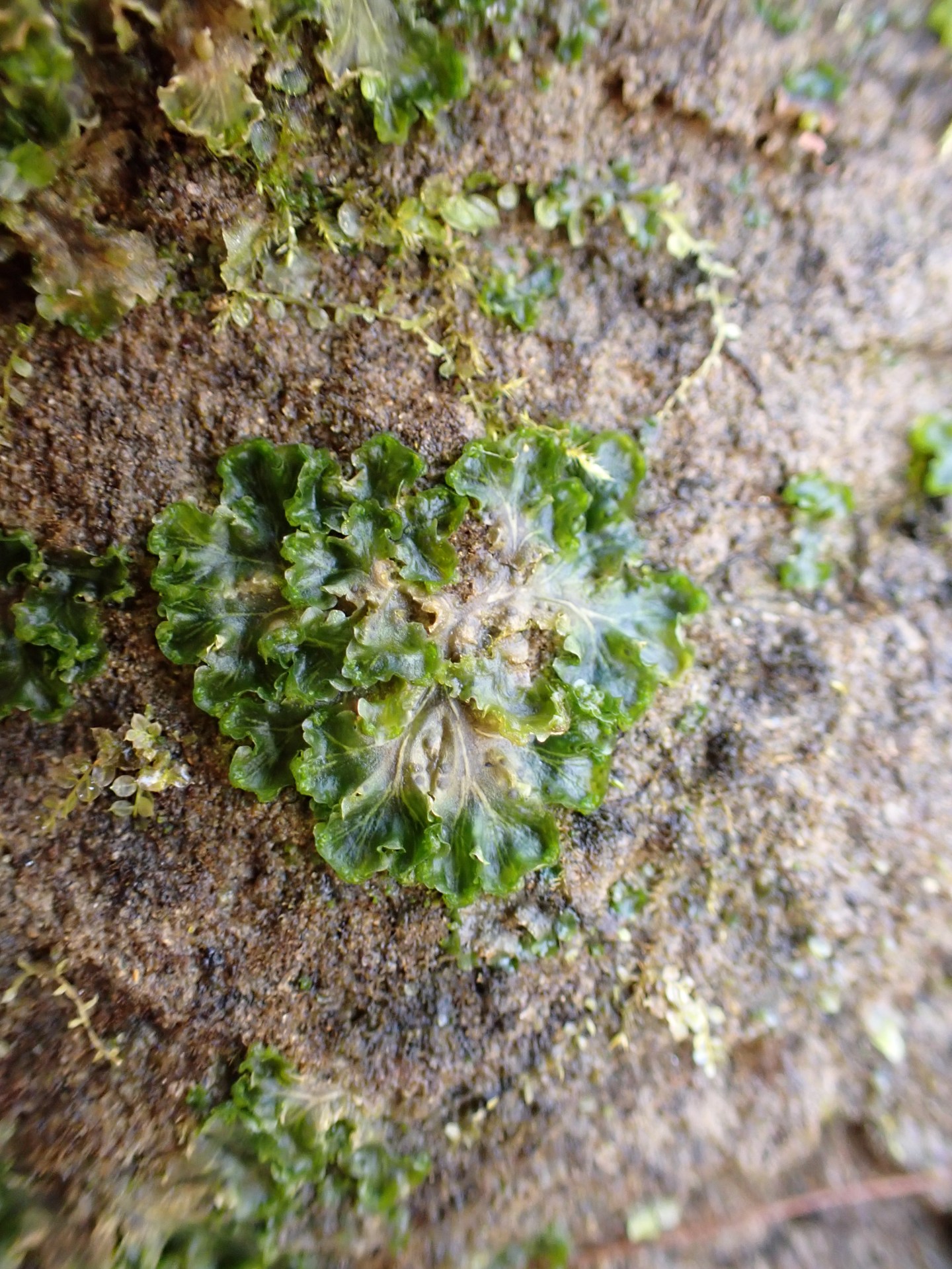 Mosses of Missouri and Beyond – Exploring the beautiful, nostalgic ...