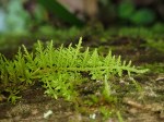Moss – Mosses of Missouri and Beyond