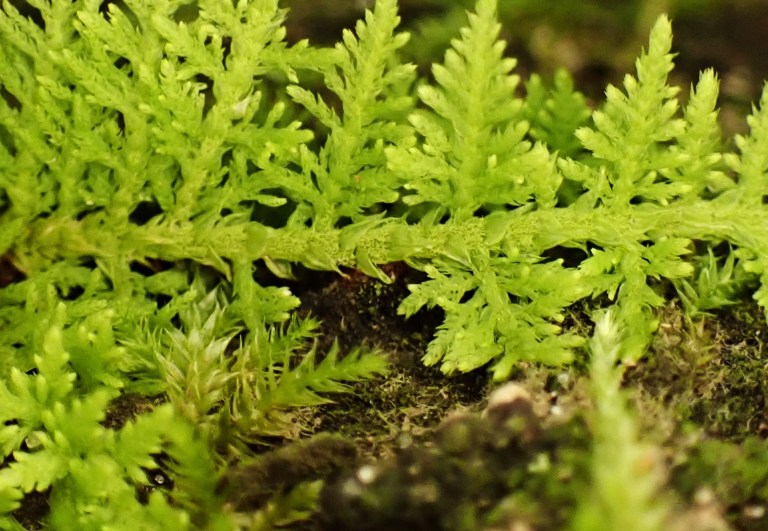 Moss – Mosses of Missouri and Beyond