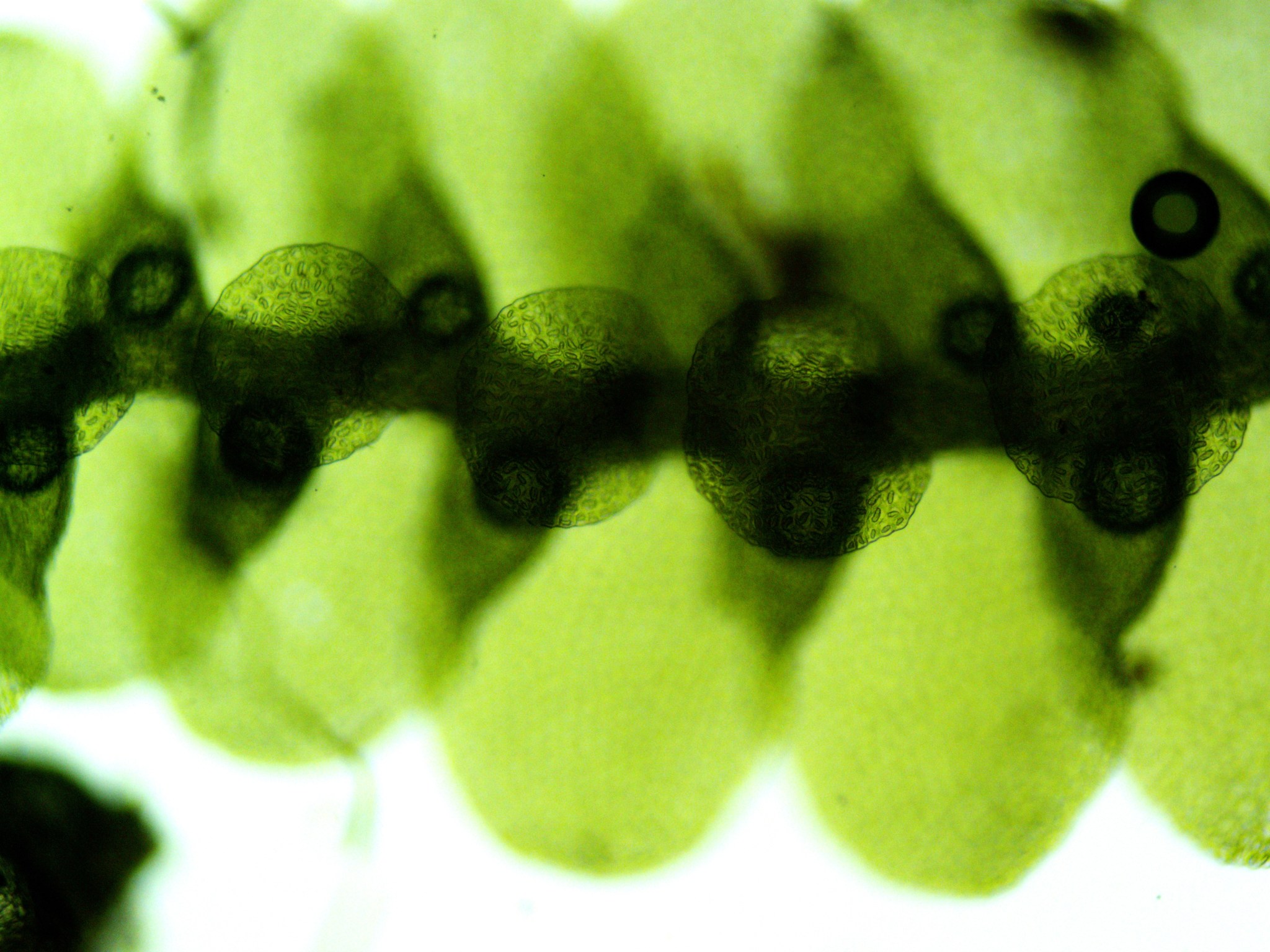 Liverworts – Mosses of Missouri and Beyond