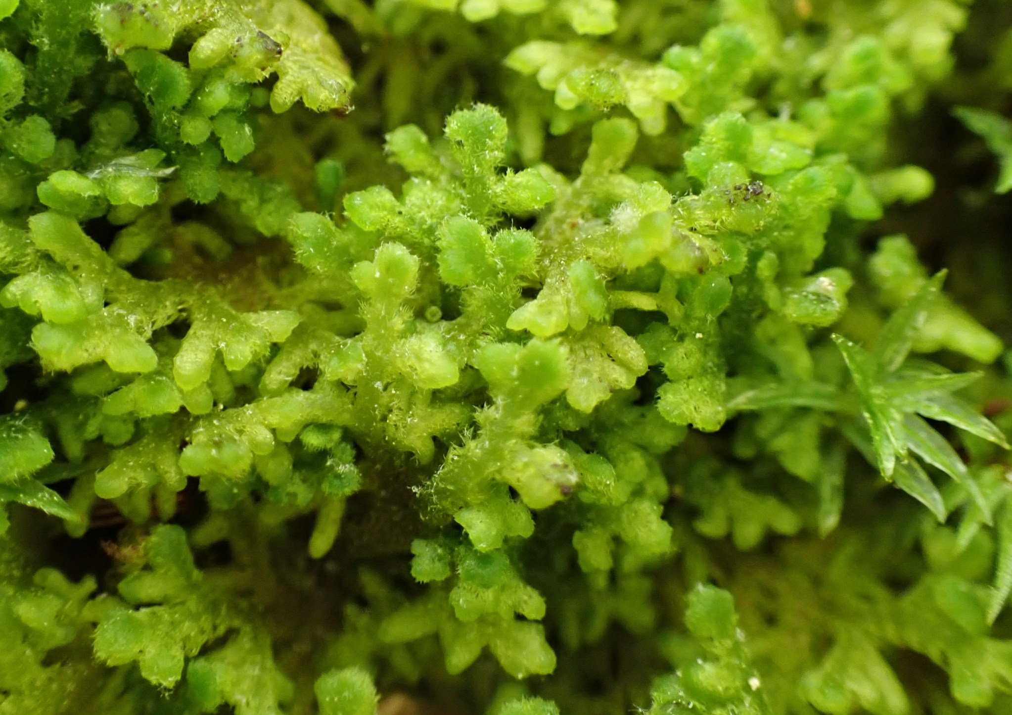 Liverworts – Mosses of Missouri and Beyond