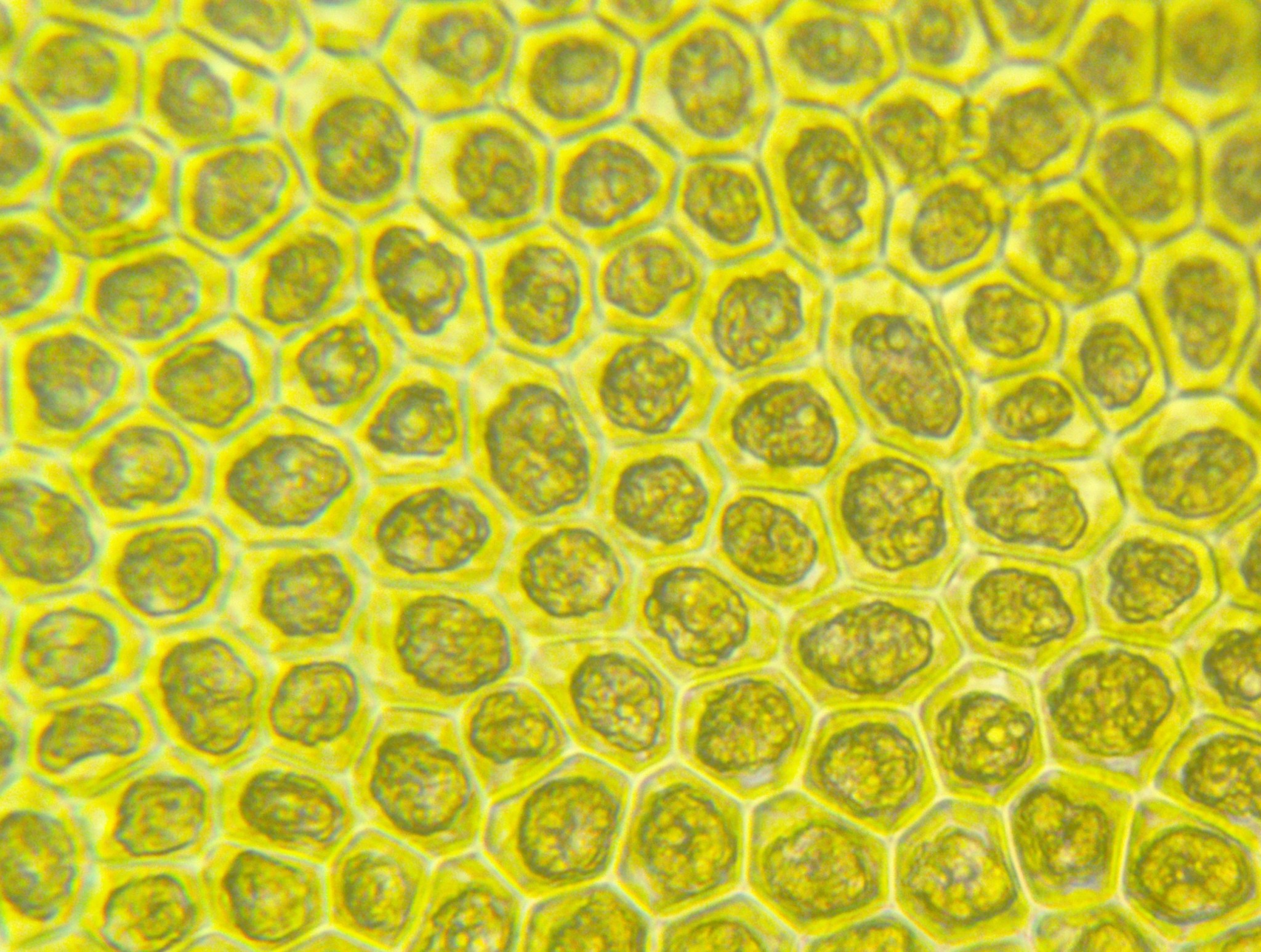 Liverworts – Mosses of Missouri and Beyond