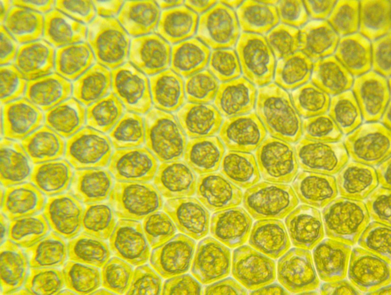 Liverworts – Mosses of Missouri and Beyond