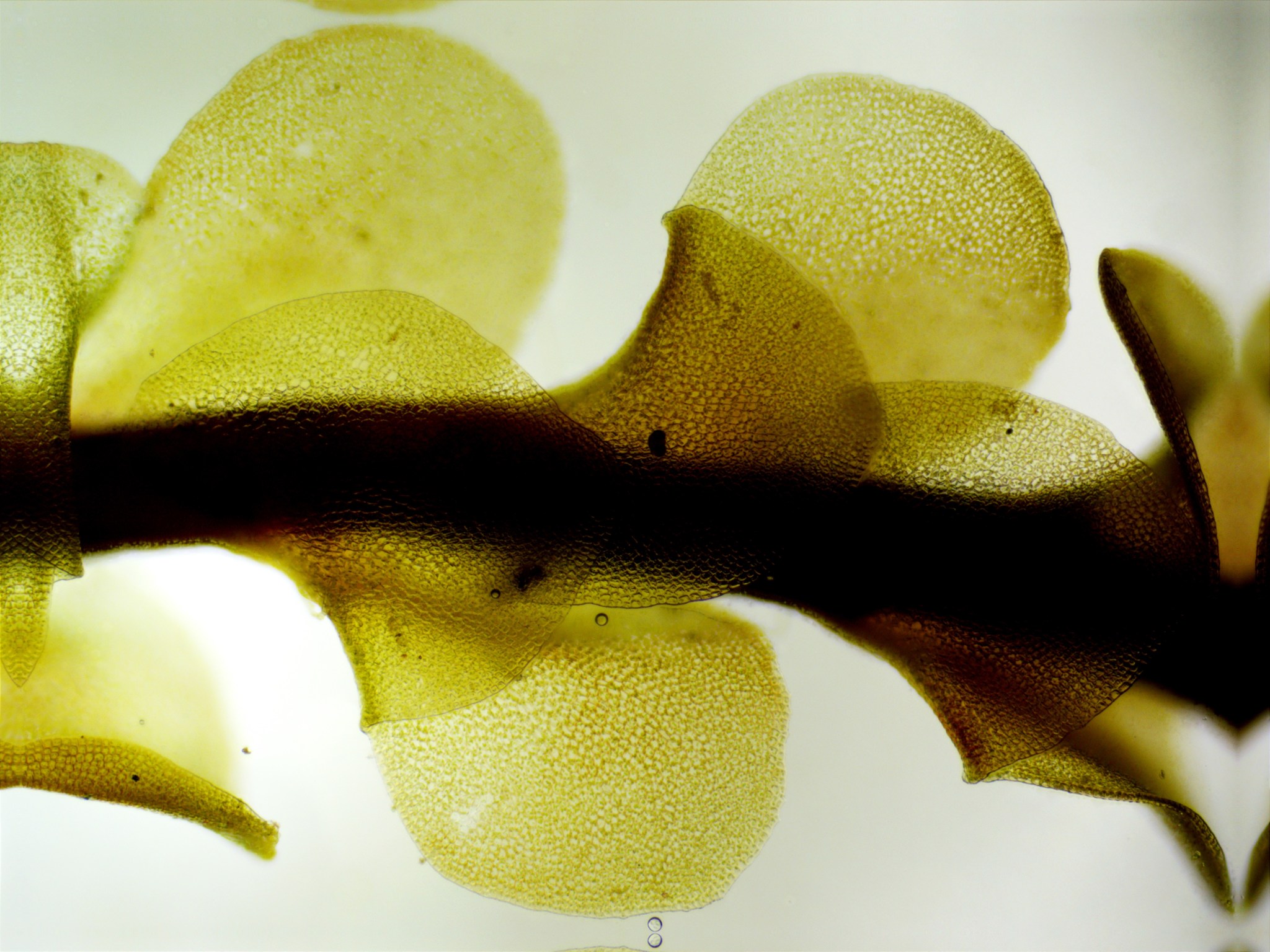 Liverworts – Mosses of Missouri and Beyond