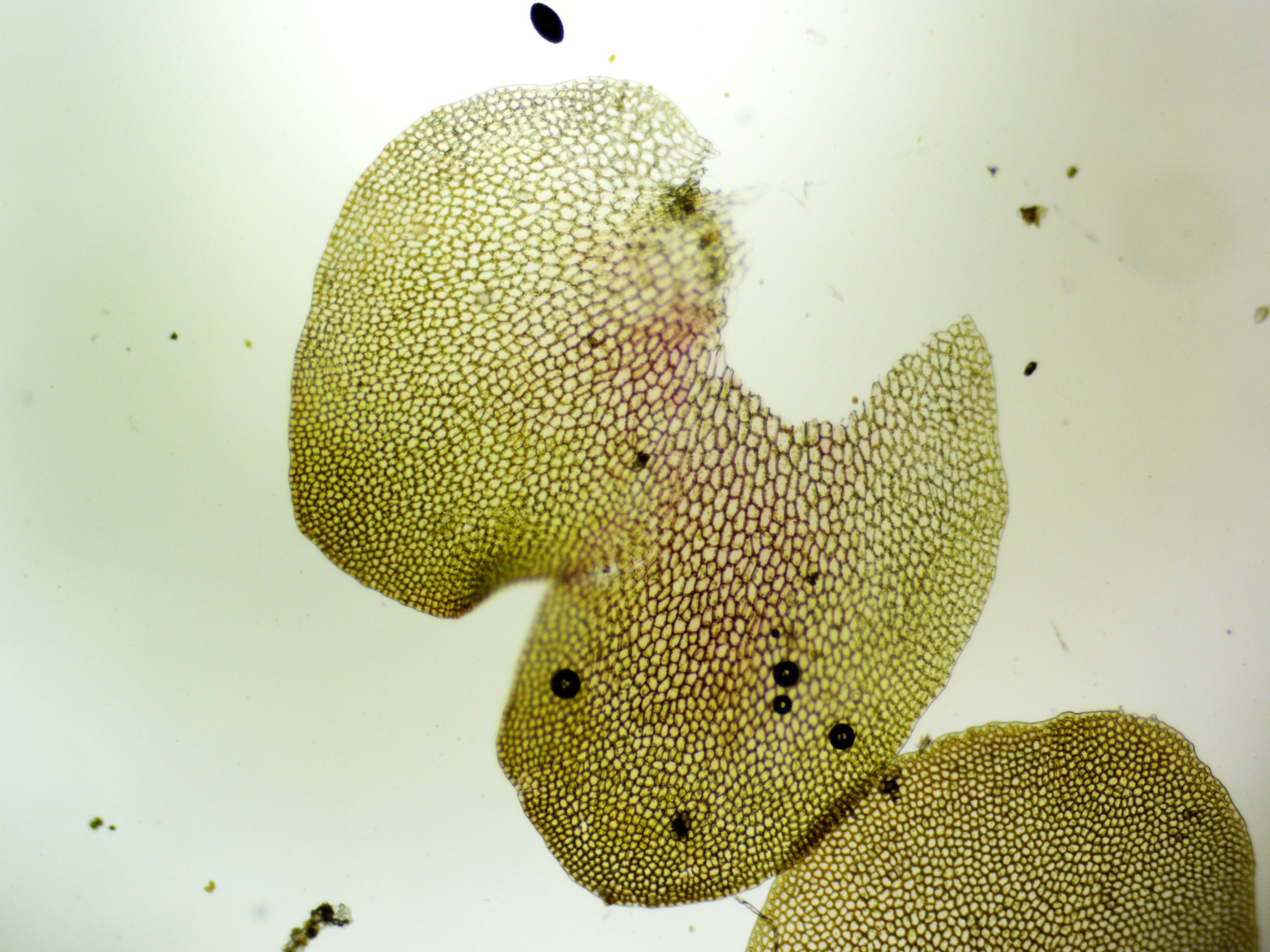 Liverworts – Mosses of Missouri and Beyond