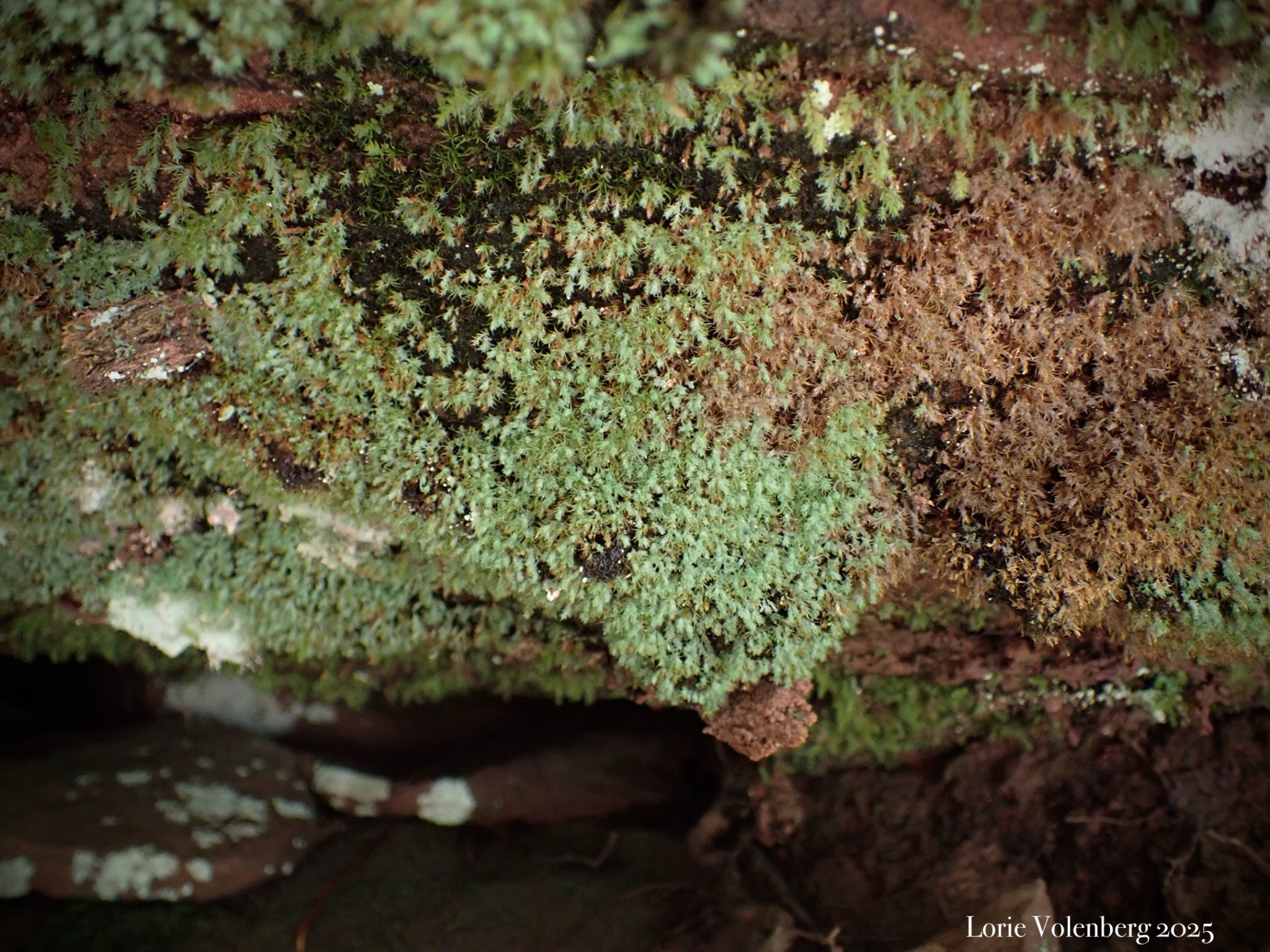 O Kun de Kun Falls, Upper Michigan – Mosses of Missouri and Beyond