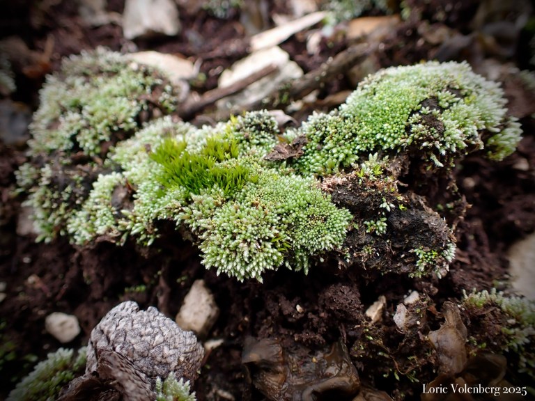 Enjoying a 70 degree day in December in Missouri – Mosses of Missouri ...