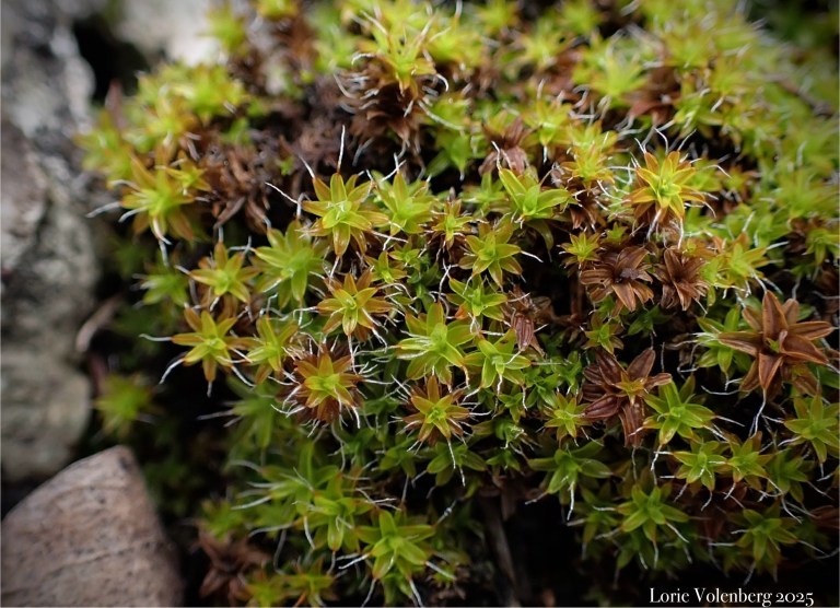 Enjoying a 70 degree day in December in Missouri – Mosses of Missouri ...