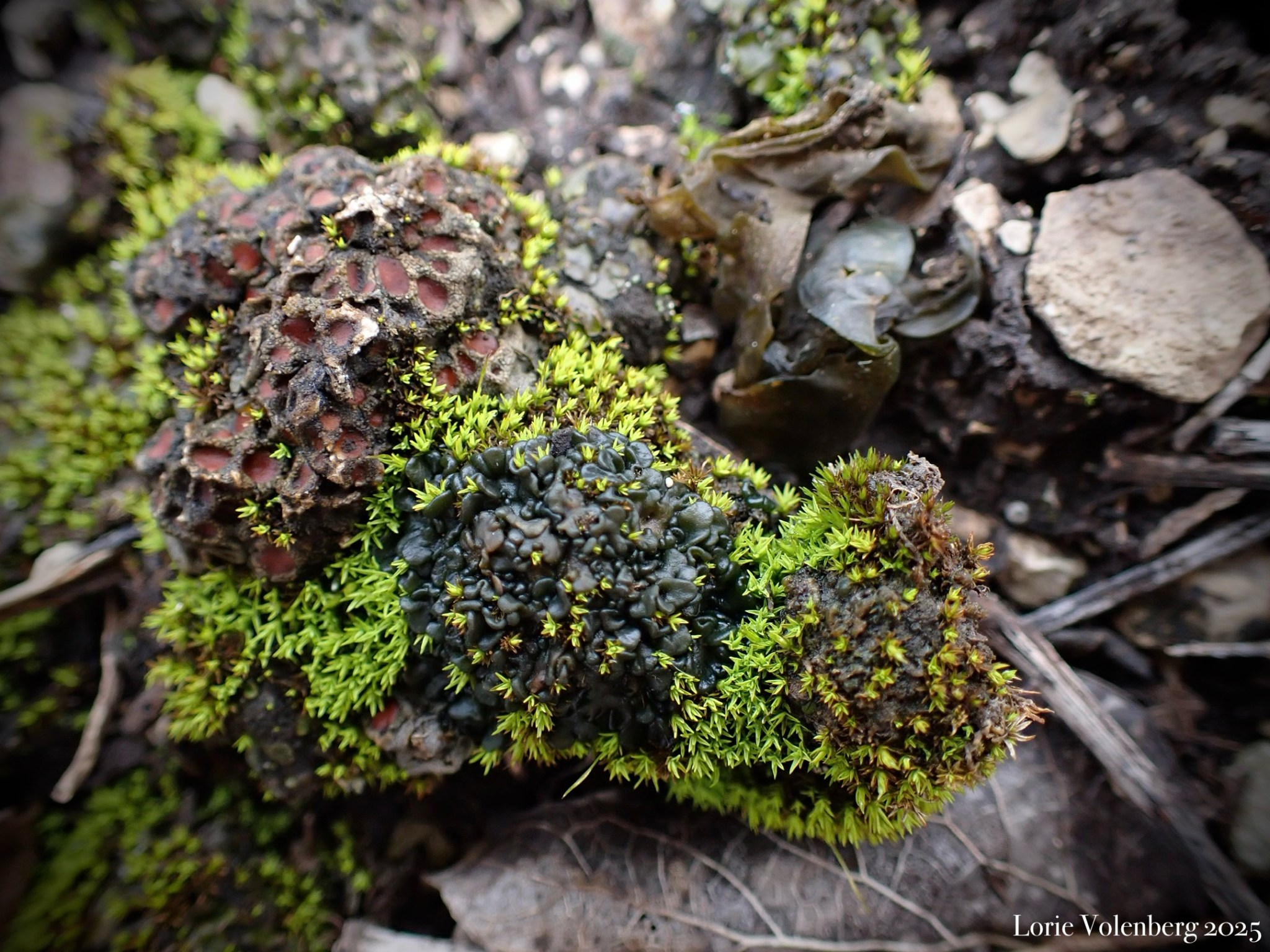 Enjoying a 70 degree day in December in Missouri – Mosses of Missouri ...